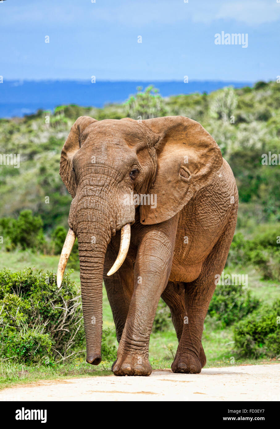 Large African elephant bull (Loxodonta africana), Addo Elephant ...
