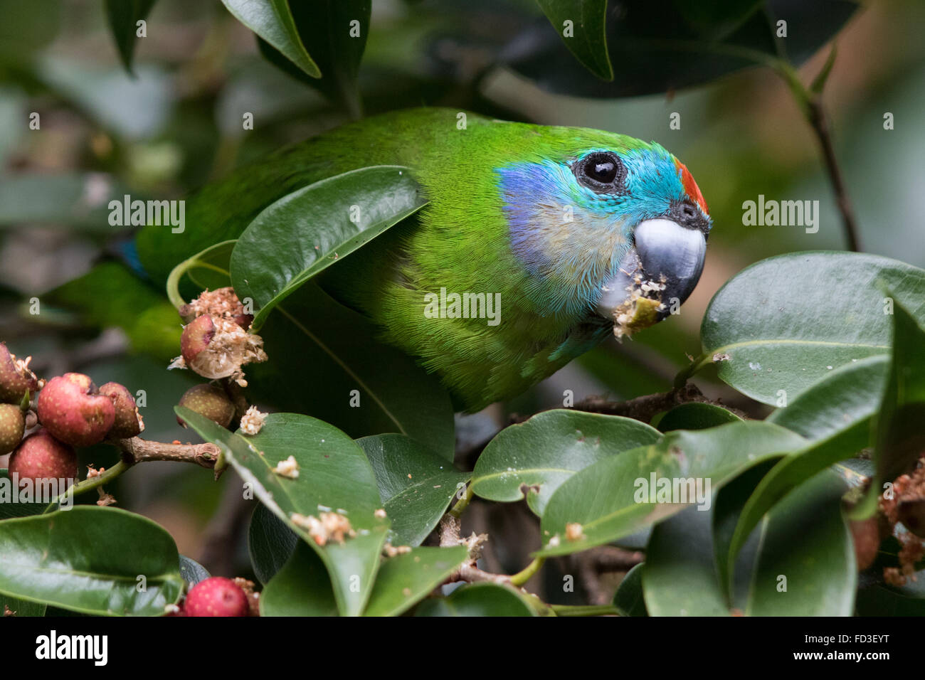 female Double-eyed Fig-parrot (Cyclopsitta diophthalma) feeding on figs ...