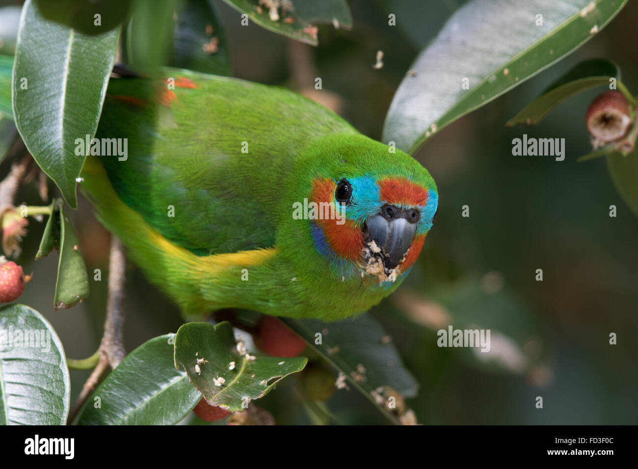 male Double-eyed Fig-parrot (Cyclopsitta diophthalma) feeding on figs ...