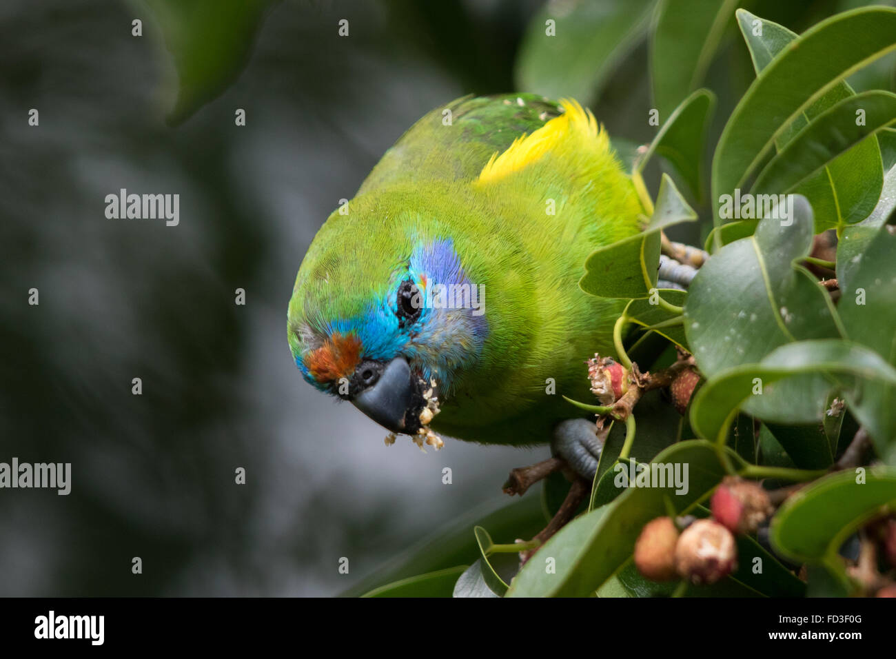 female Double-eyed Fig-parrot (Cyclopsitta diophthalma) feeding on figs ...