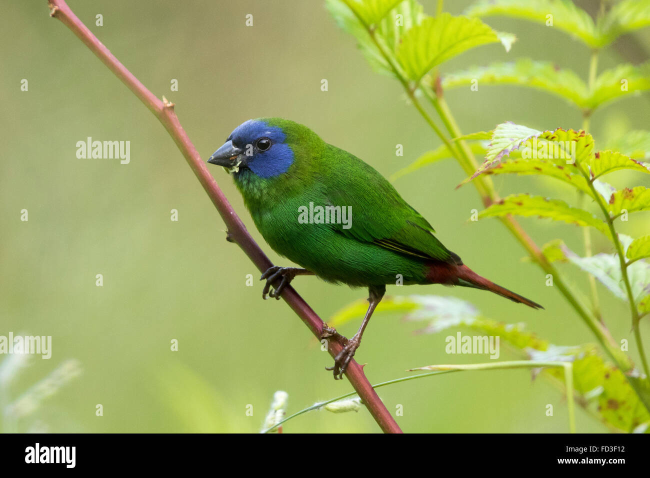 Parrot finch hi-res stock photography and images - Alamy