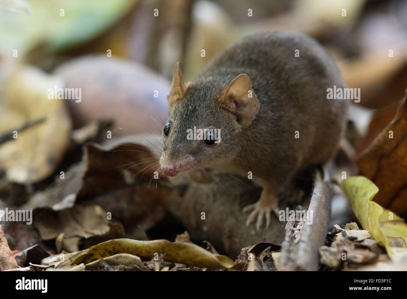 Yellow-footed Antechinus (Antechinus flavipes rubeculus Stock Photo - Alamy