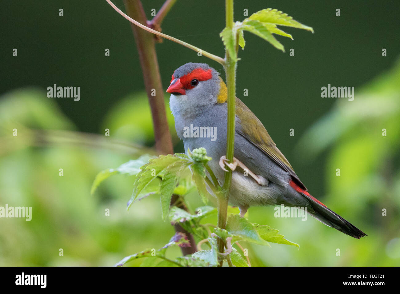 Red-browed Firetail (Neochmia temporalis Stock Photo - Alamy