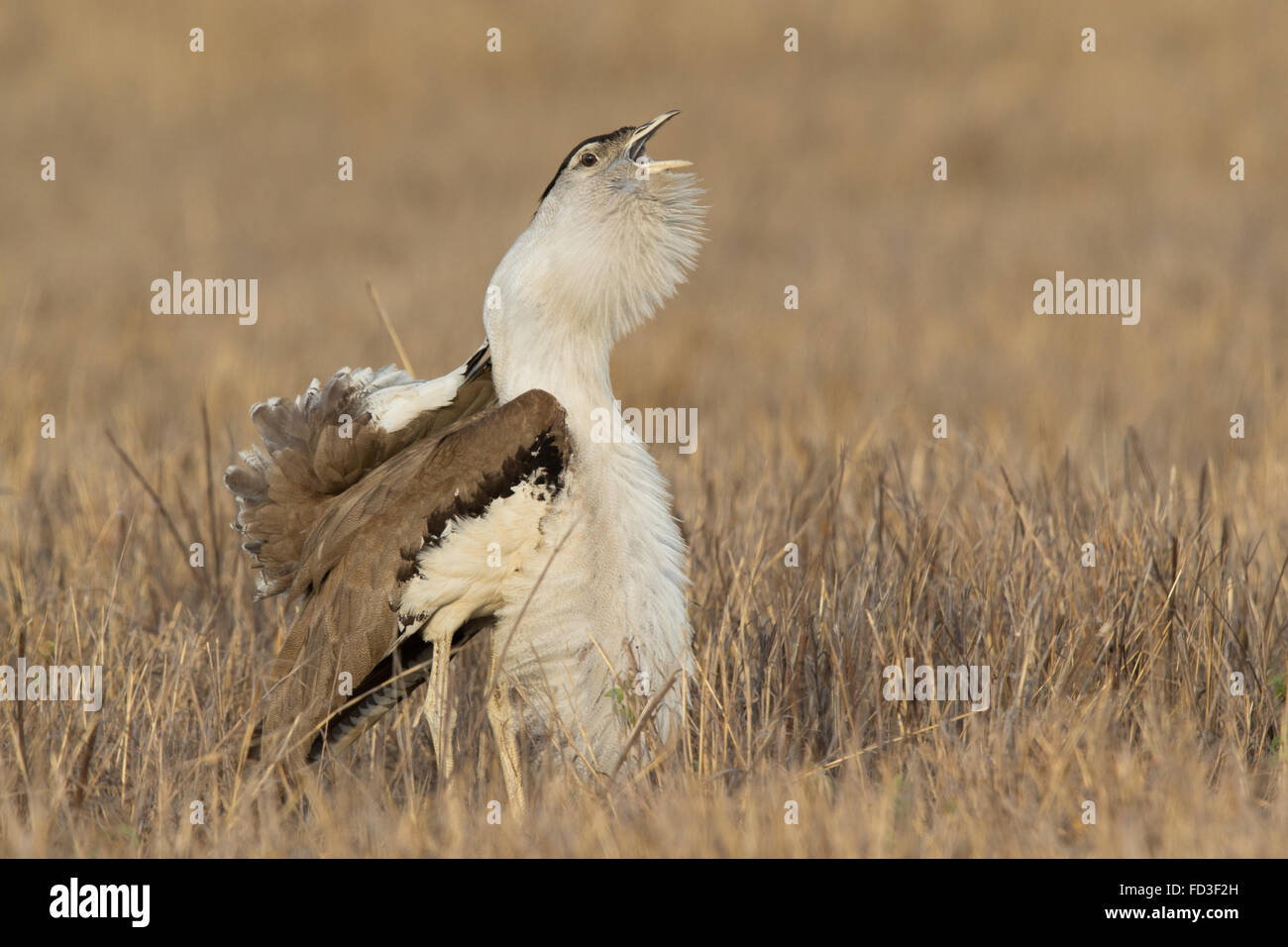 displaying male Australian Bustard (Ardeotis australis Stock Photo - Alamy