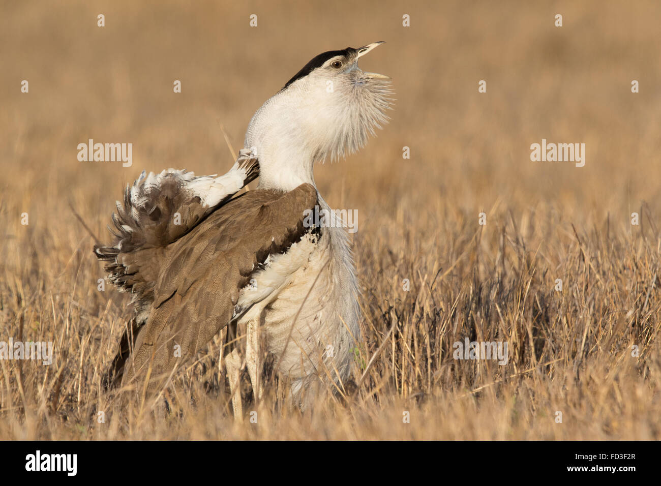 displaying male Australian Bustard (Ardeotis australis Stock Photo - Alamy
