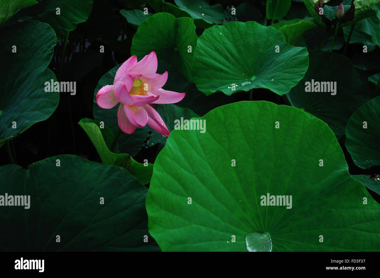 Lotus flower leaf water drops hi-res stock photography and images - Alamy