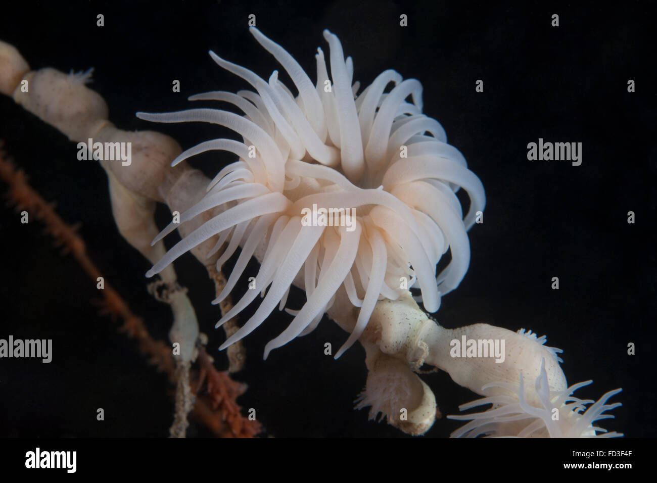 Invertebrate coral polyps hi-res stock photography and images - Alamy
