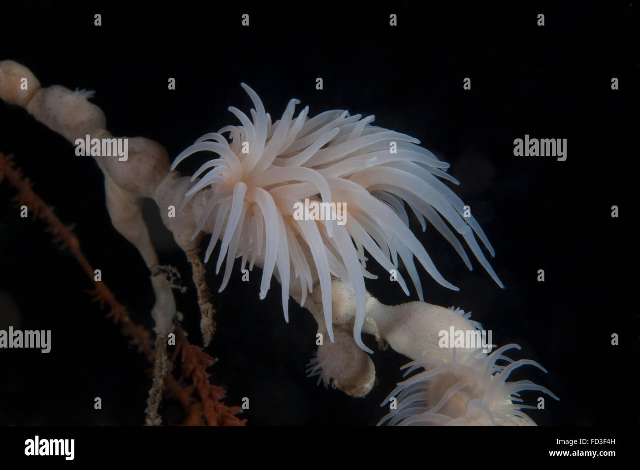 Coral Ledge Stock Photos & Coral Ledge Stock Images - Alamy