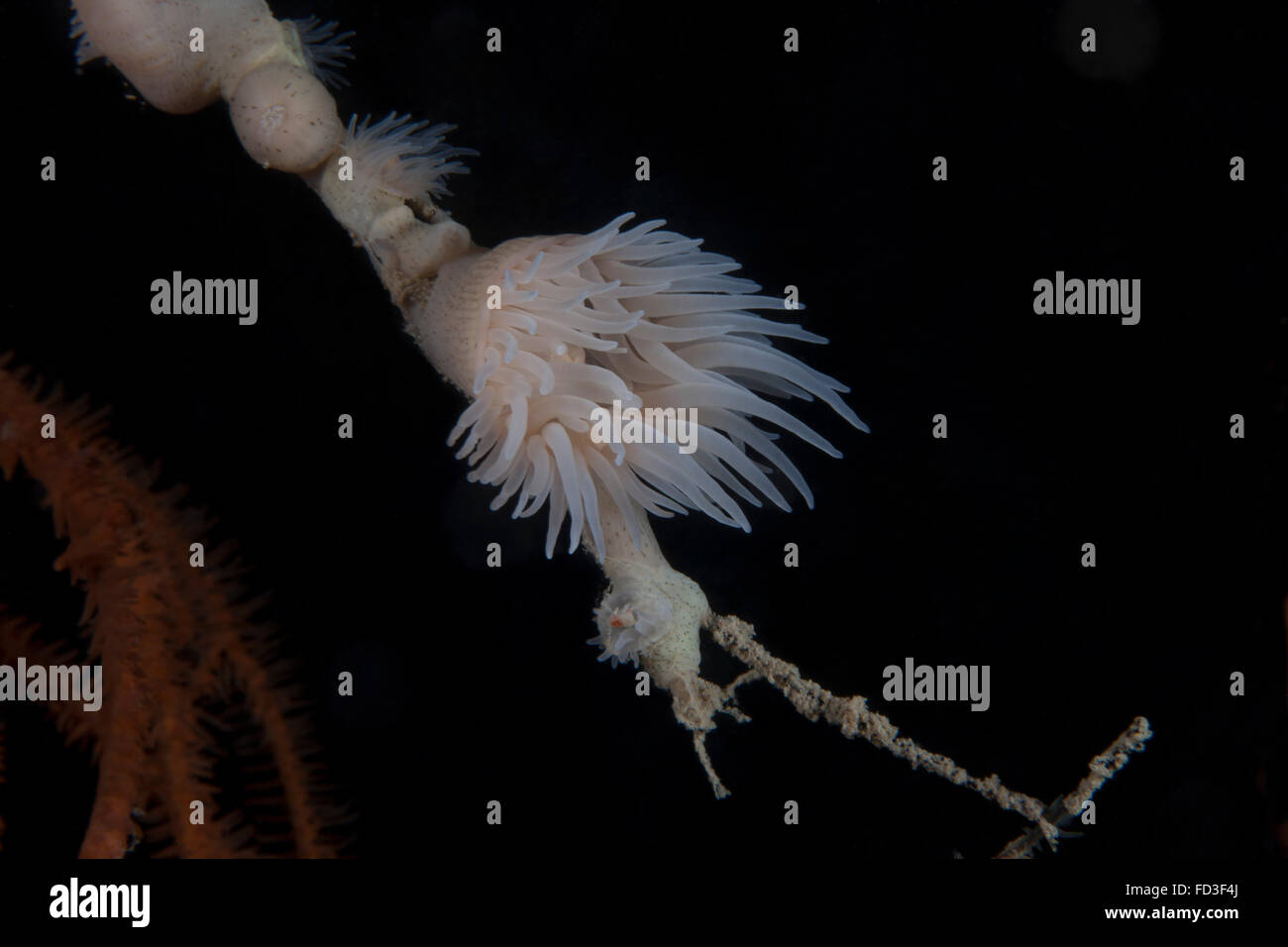 Invertebrate coral polyps hi-res stock photography and images - Alamy