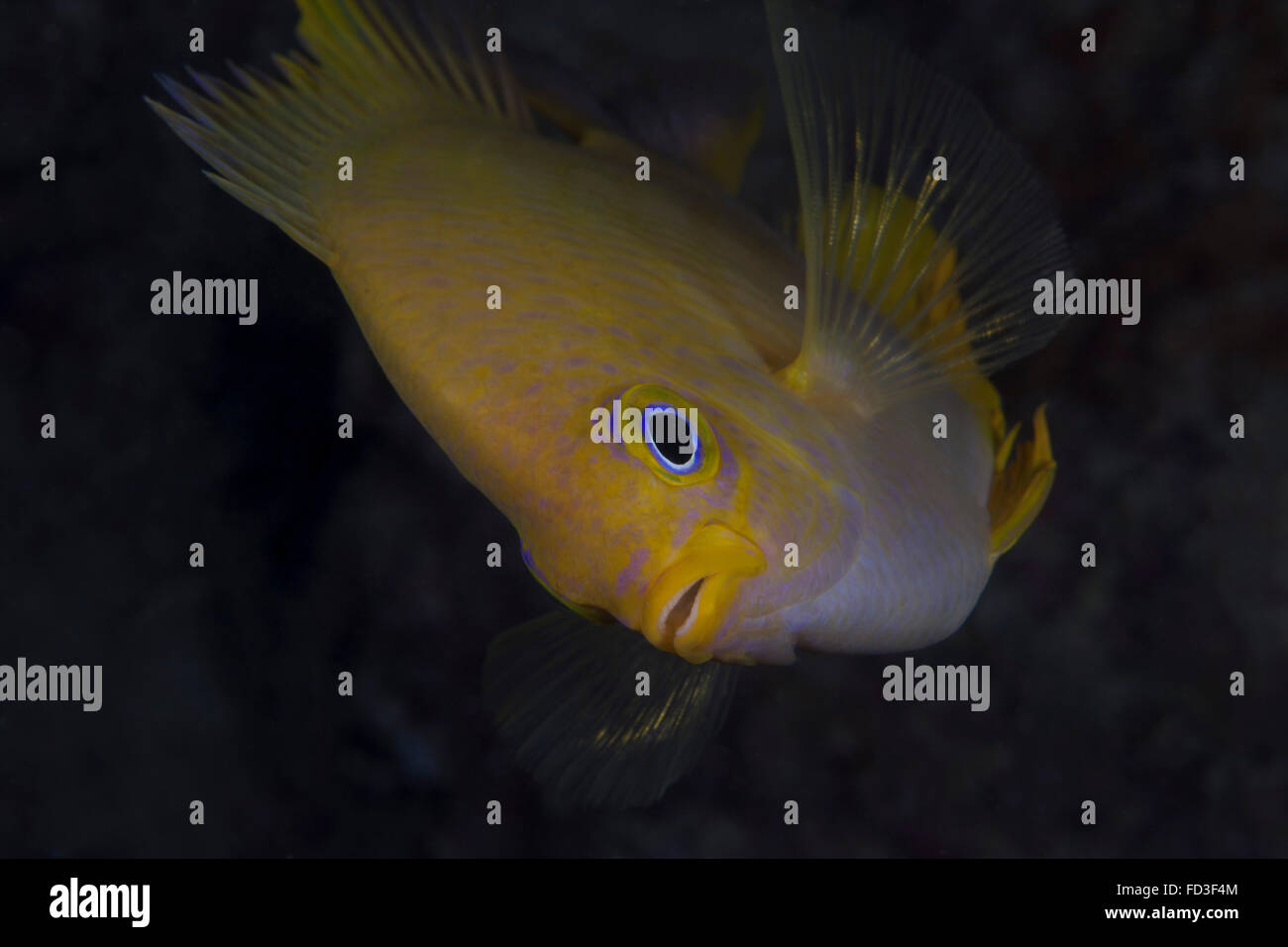 Golden fish swimming hi-res stock photography and images - Alamy