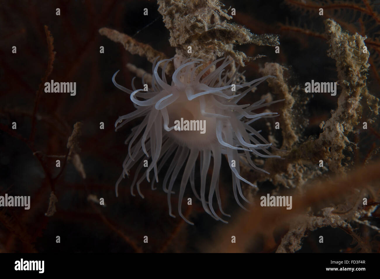 Cup coral polyps hang under a ledge on a reef in Fiji Stock Photo - Alamy