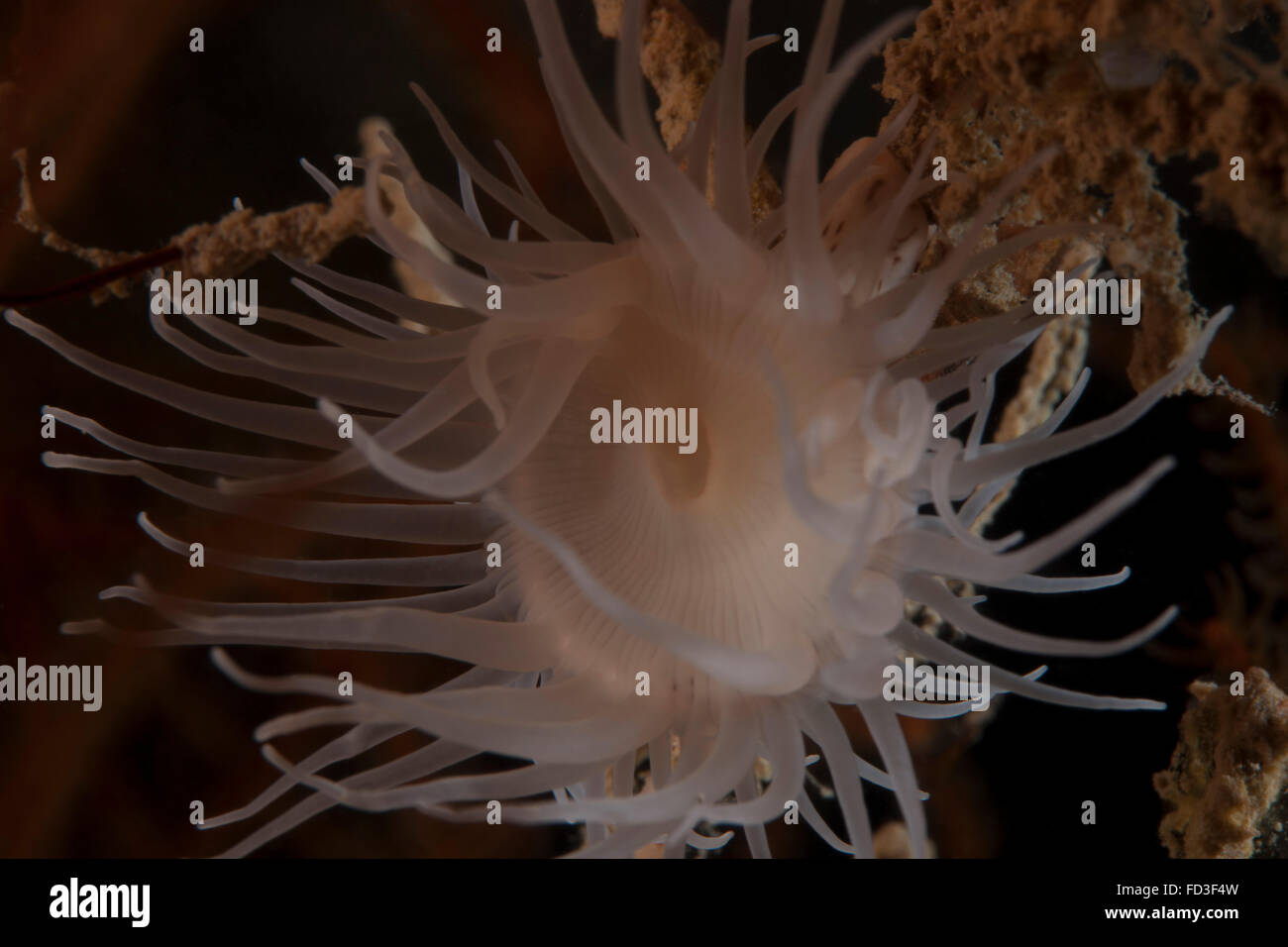 Hard coral polyps hi-res stock photography and images - Alamy