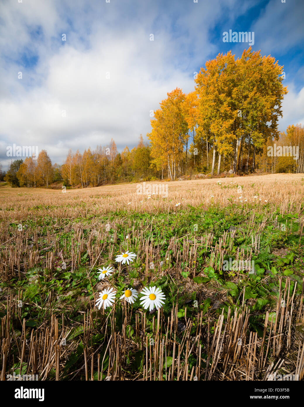 Daisy flower grow in harvested field autumn landscape Stock Photo - Alamy