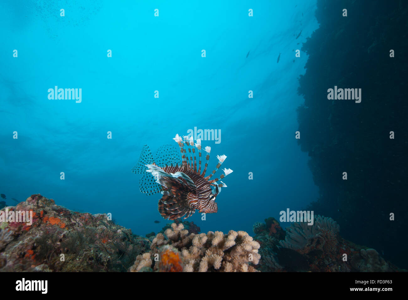 A large common lionfish (Pterois volitans) swimming at Beqa Lagoon ...