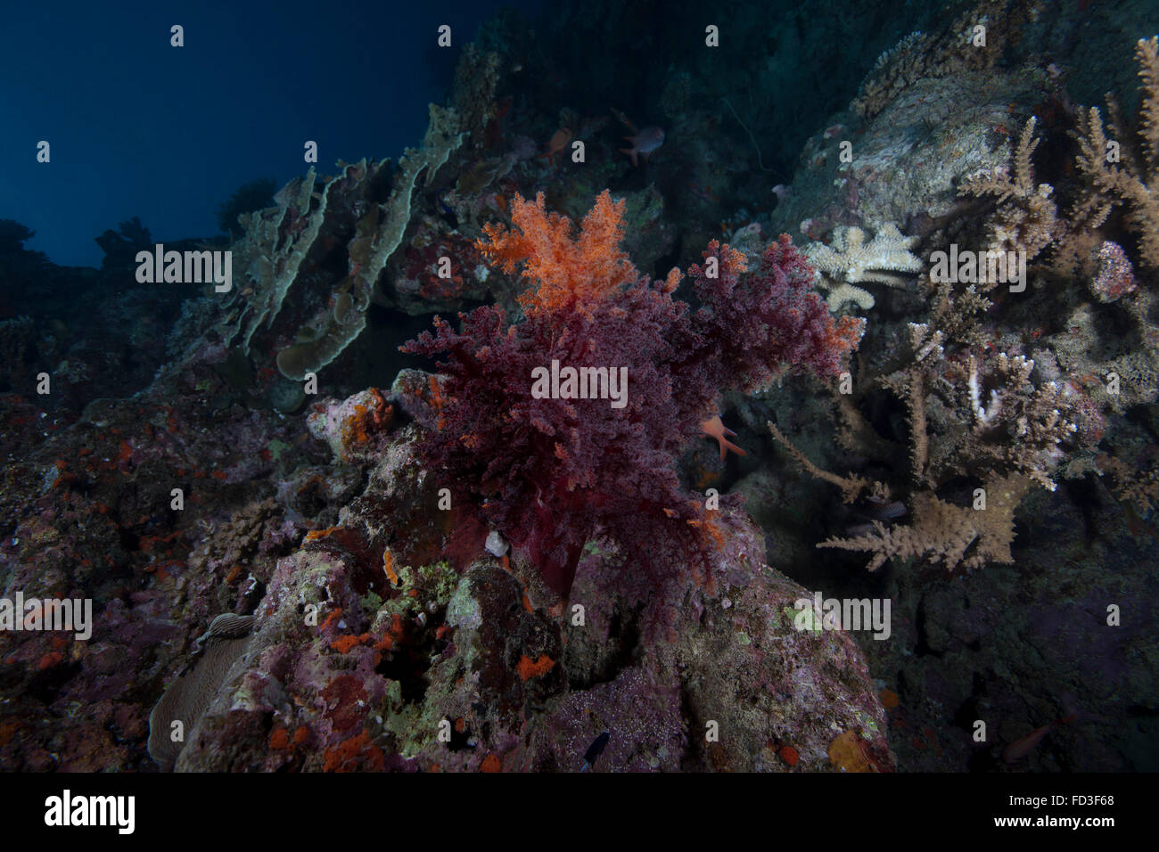 Soft coral hi-res stock photography and images - Alamy