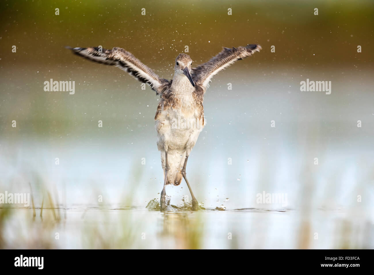Willet, in a winter plumage, jumping up after taking a bath / cleaning ...
