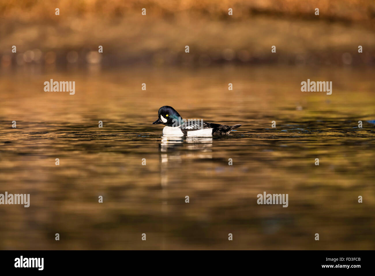 Adult male Barrow's Goldeneye (Bucephala islandica) swimming in a lake ...