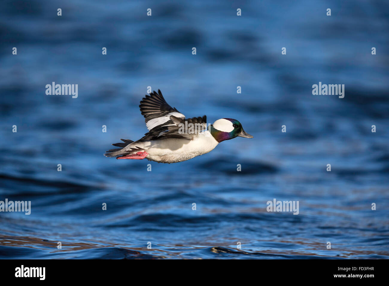 Adult male Bufflehead, migratory small duck, flying over the water in ...