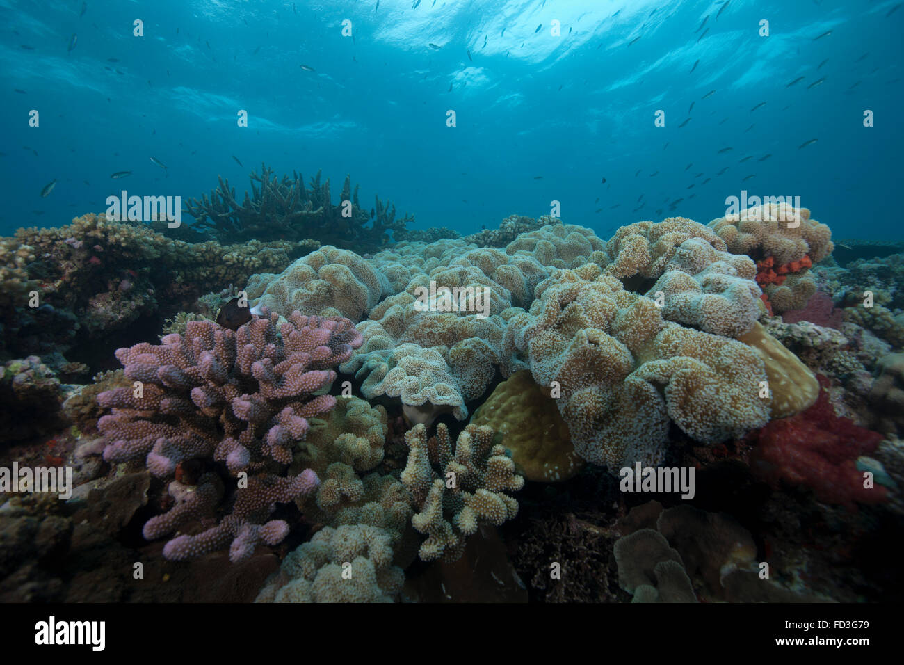 Healthy corals cover a reef in Beqa Lagoon, Fiji Stock Photo - Alamy