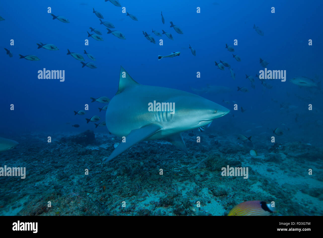 A large bull shark (Carcharhinus leucas) at The Bistro dive site in ...