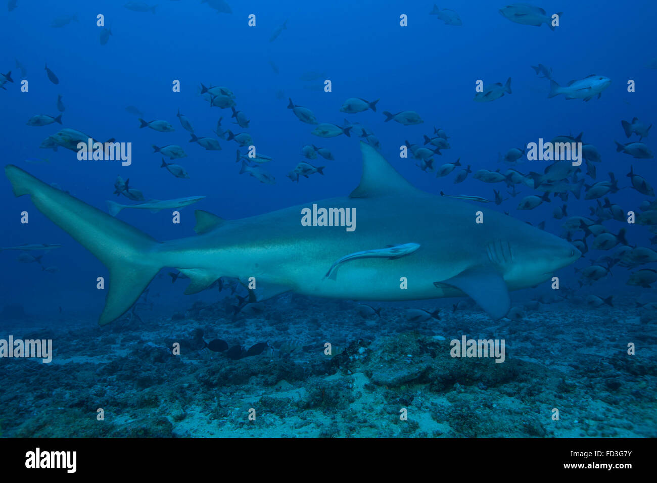 Bull shark side view hi-res stock photography and images - Alamy