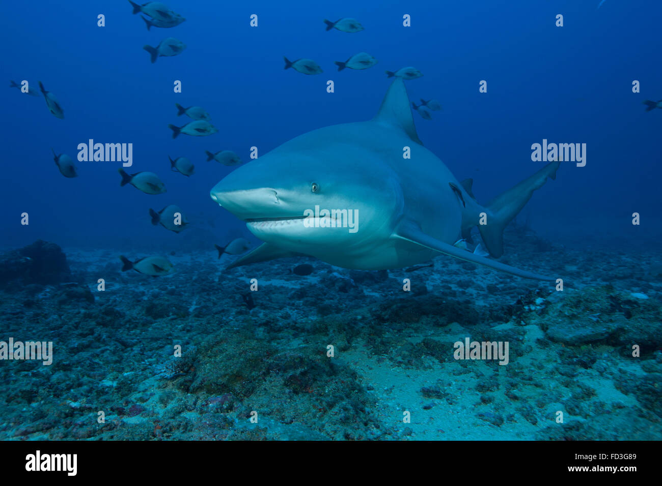A large bull shark (Carcharhinus leucas) at The Bistro dive site in ...