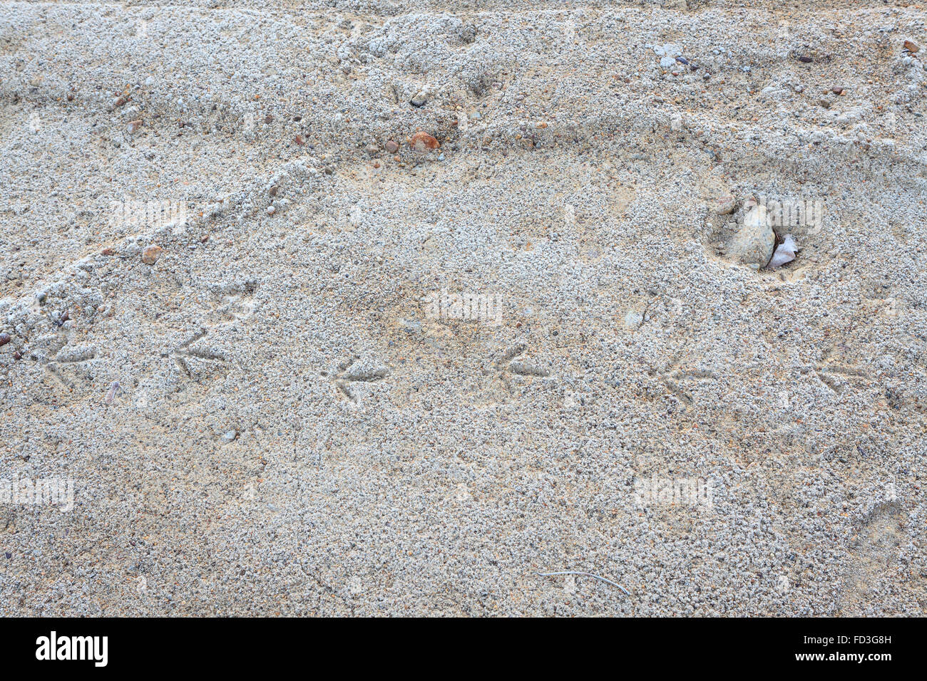 Frozen dirt road close-up and bird tracks Stock Photo - Alamy