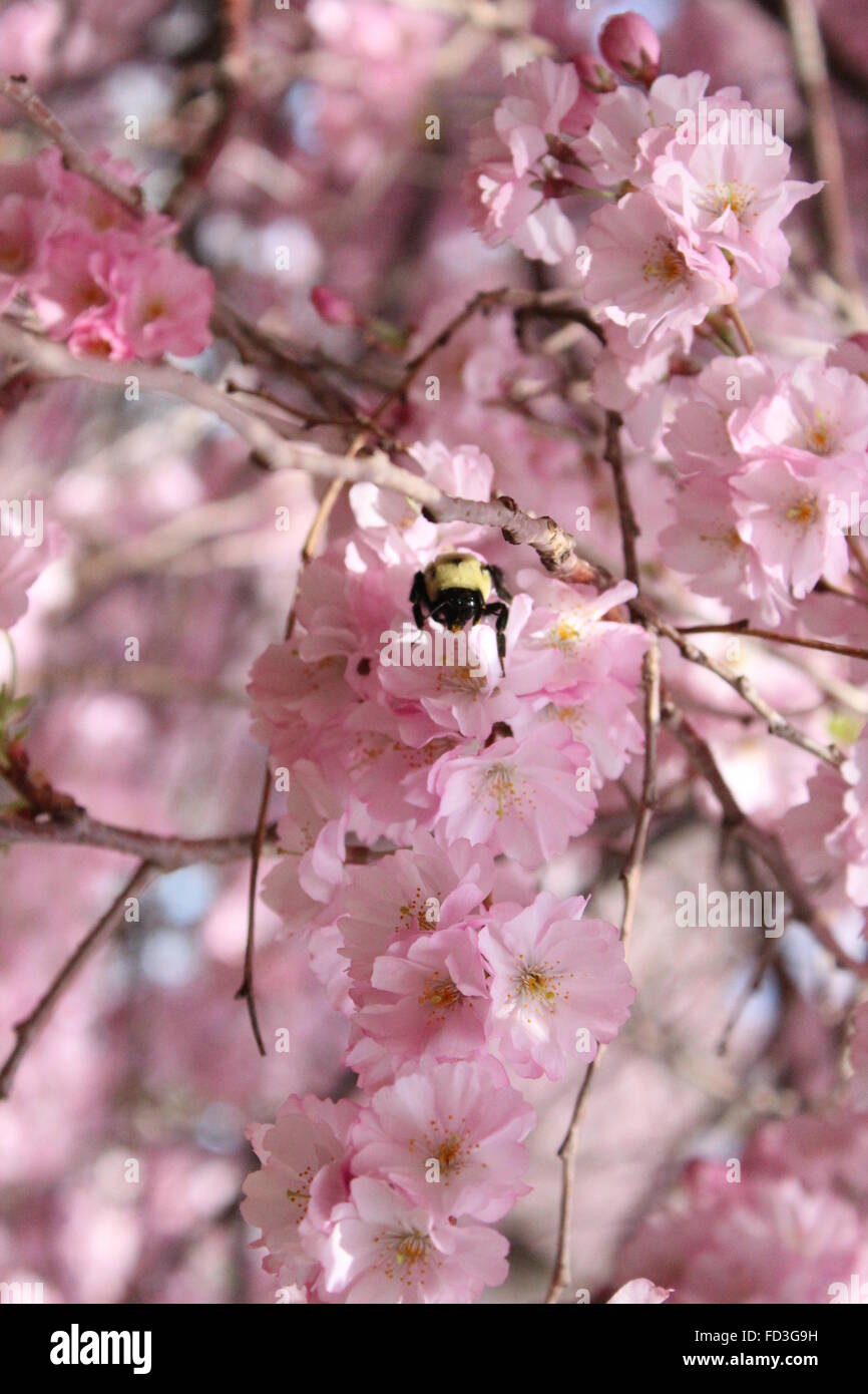 Buzz buzz hi-res stock photography and images - Alamy