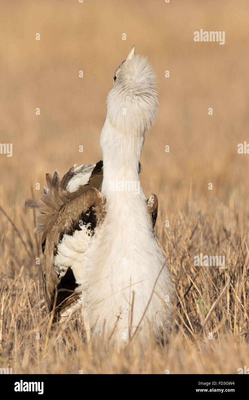 displaying male Australian Bustard (Ardeotis australis Stock Photo - Alamy
