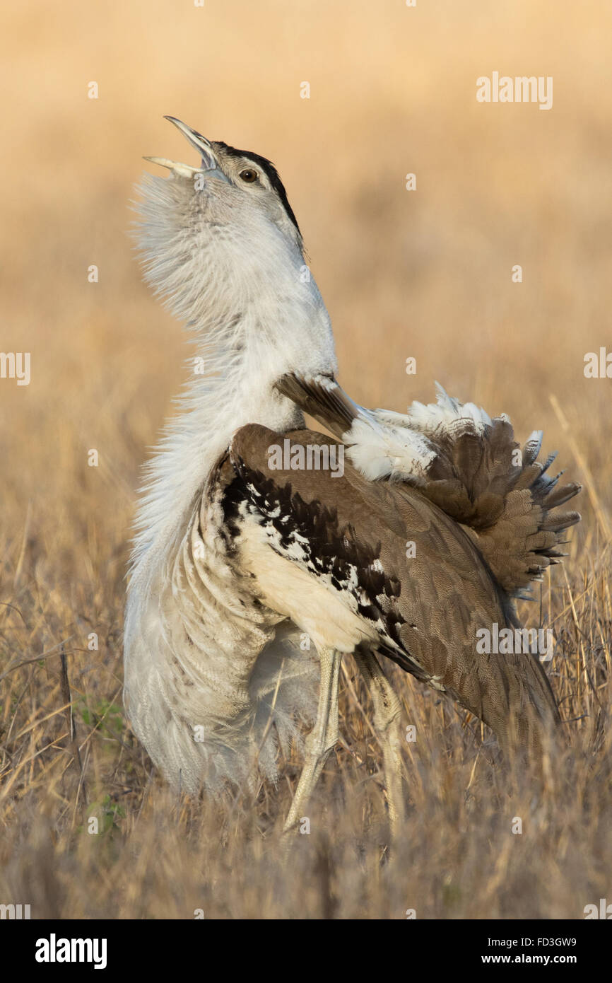 Bustard hi-res stock photography and images - Alamy