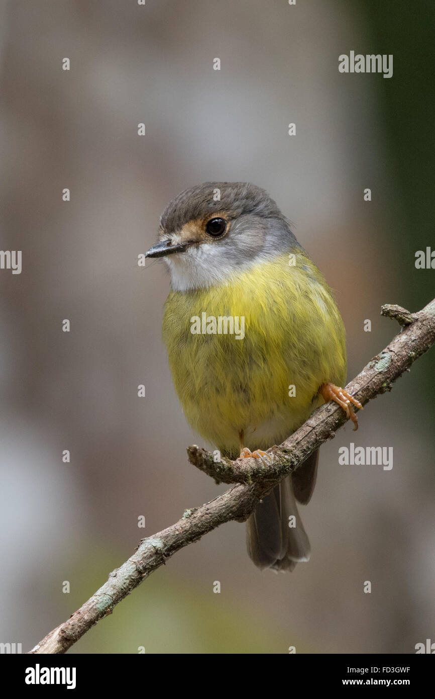Pale Yellow Robin (Tregellasia capito Stock Photo - Alamy