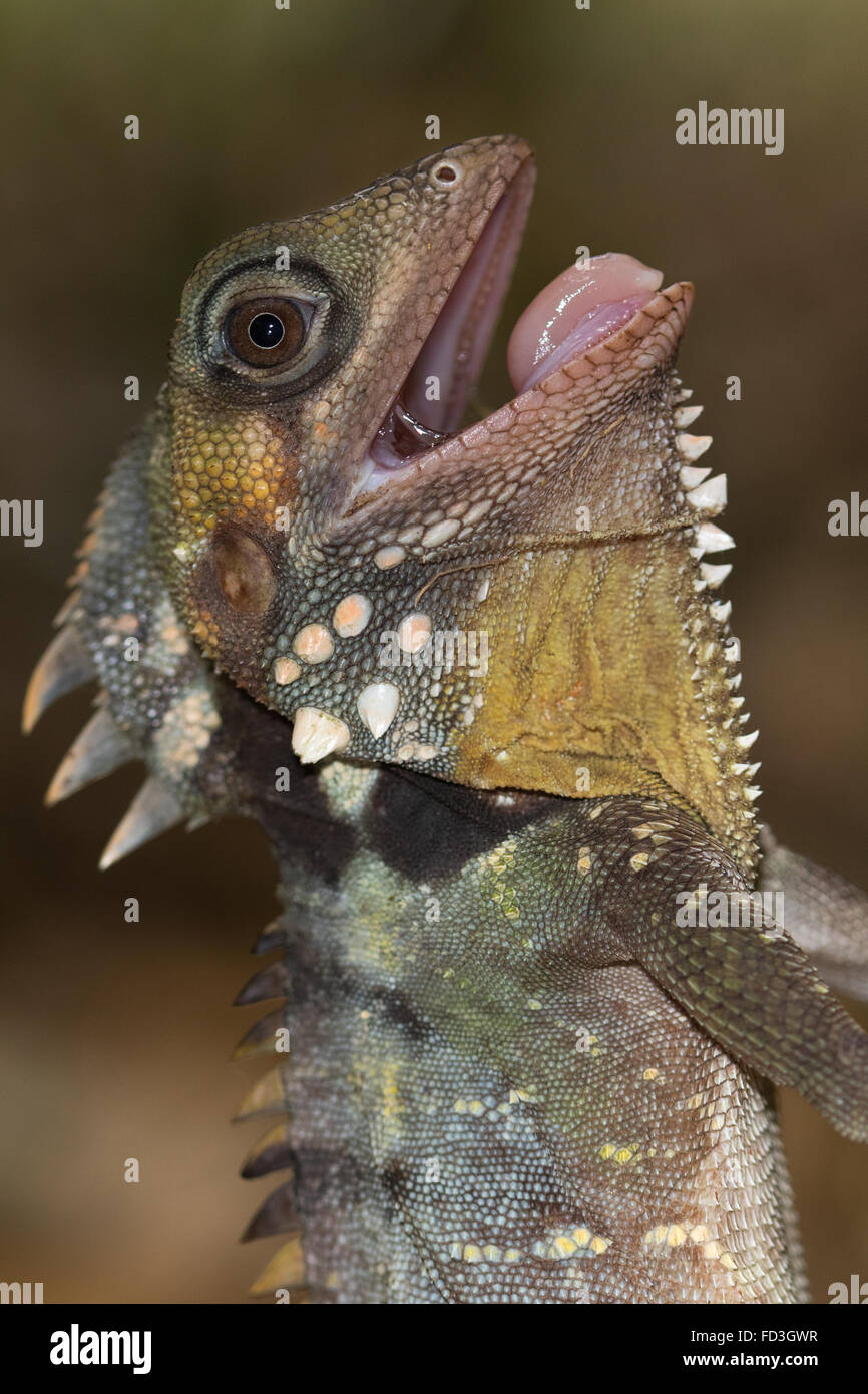 headshot of a displaying Boyd's Forest Dragon (Hypsilurus boydii Stock ...