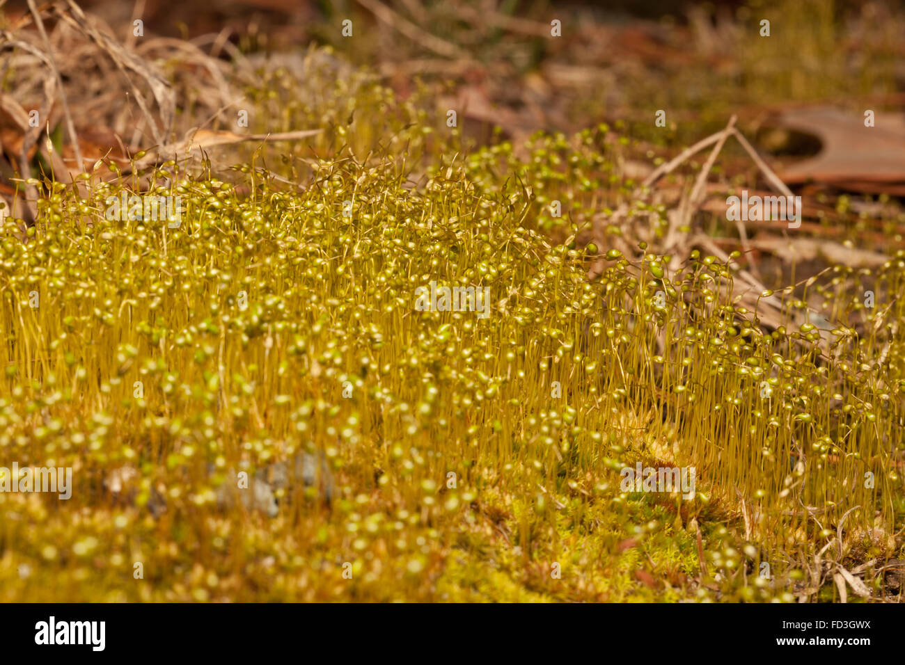 Moss with the reproductive sporophytes growing out of the gametophyte ...