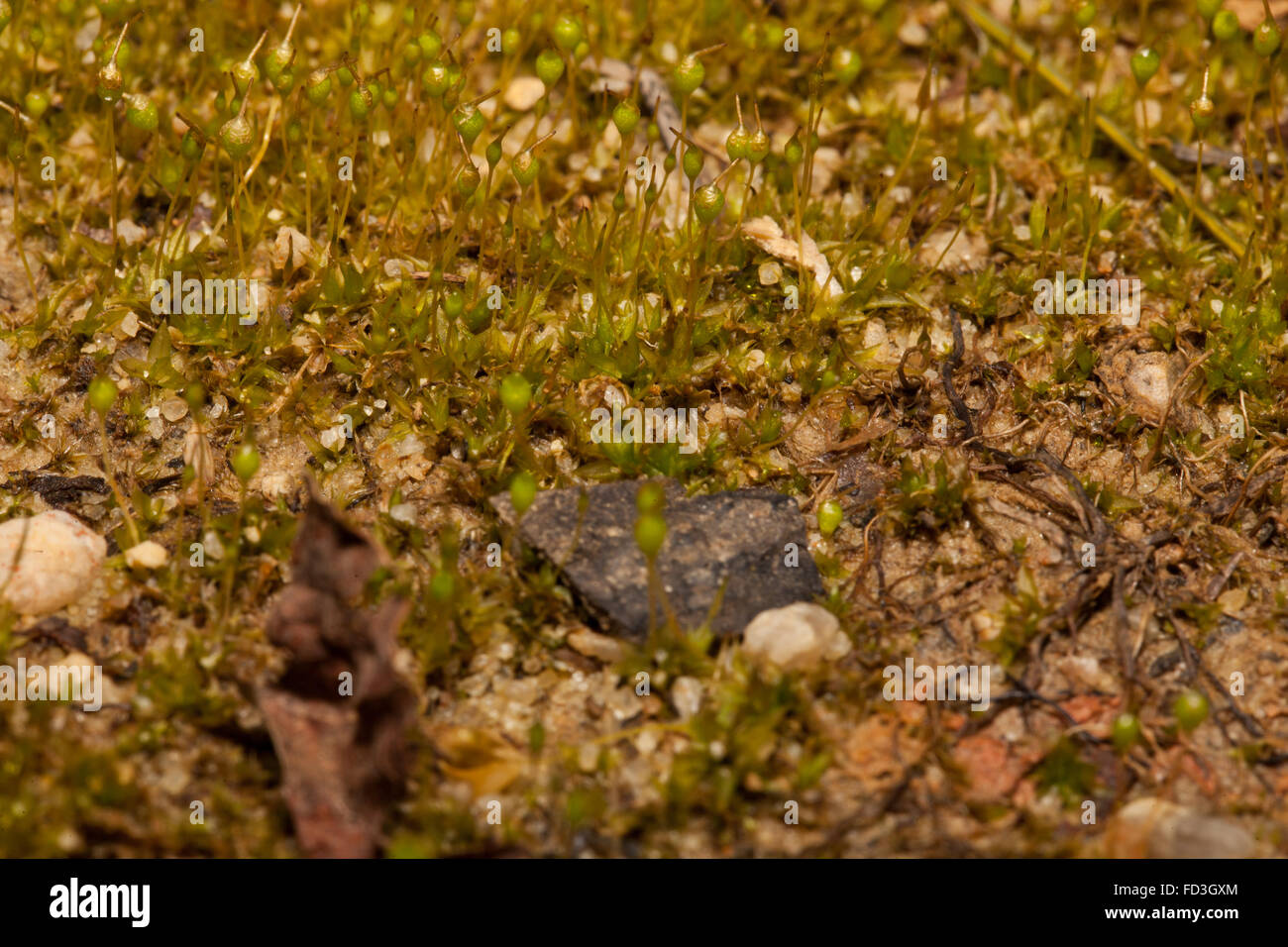 Moss with the reproductive sporophytes growing out of the gametophyte ...