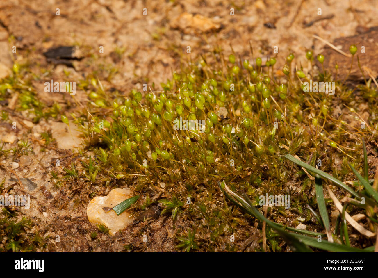 Moss with the reproductive sporophytes growing out of the gametophyte ...