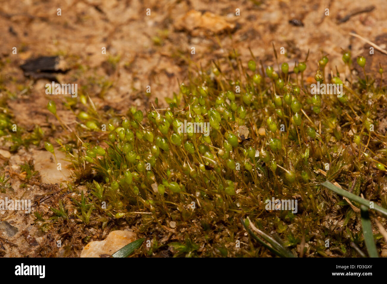 Moss with the reproductive sporophytes growing out of the gametophyte ...