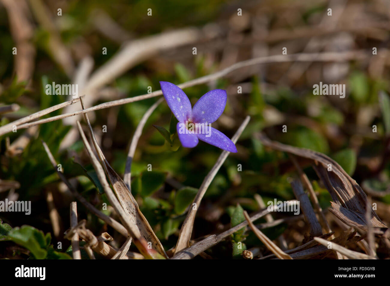 Small purple flower Stock Photo - Alamy