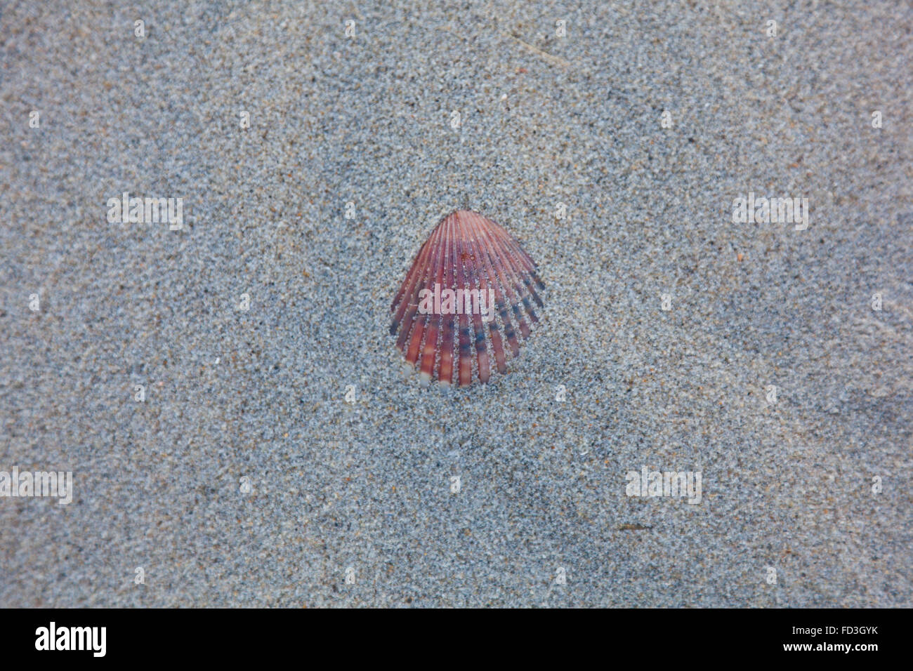 Shell Covered Beach Stock Photos & Shell Covered Beach Stock Images - Alamy