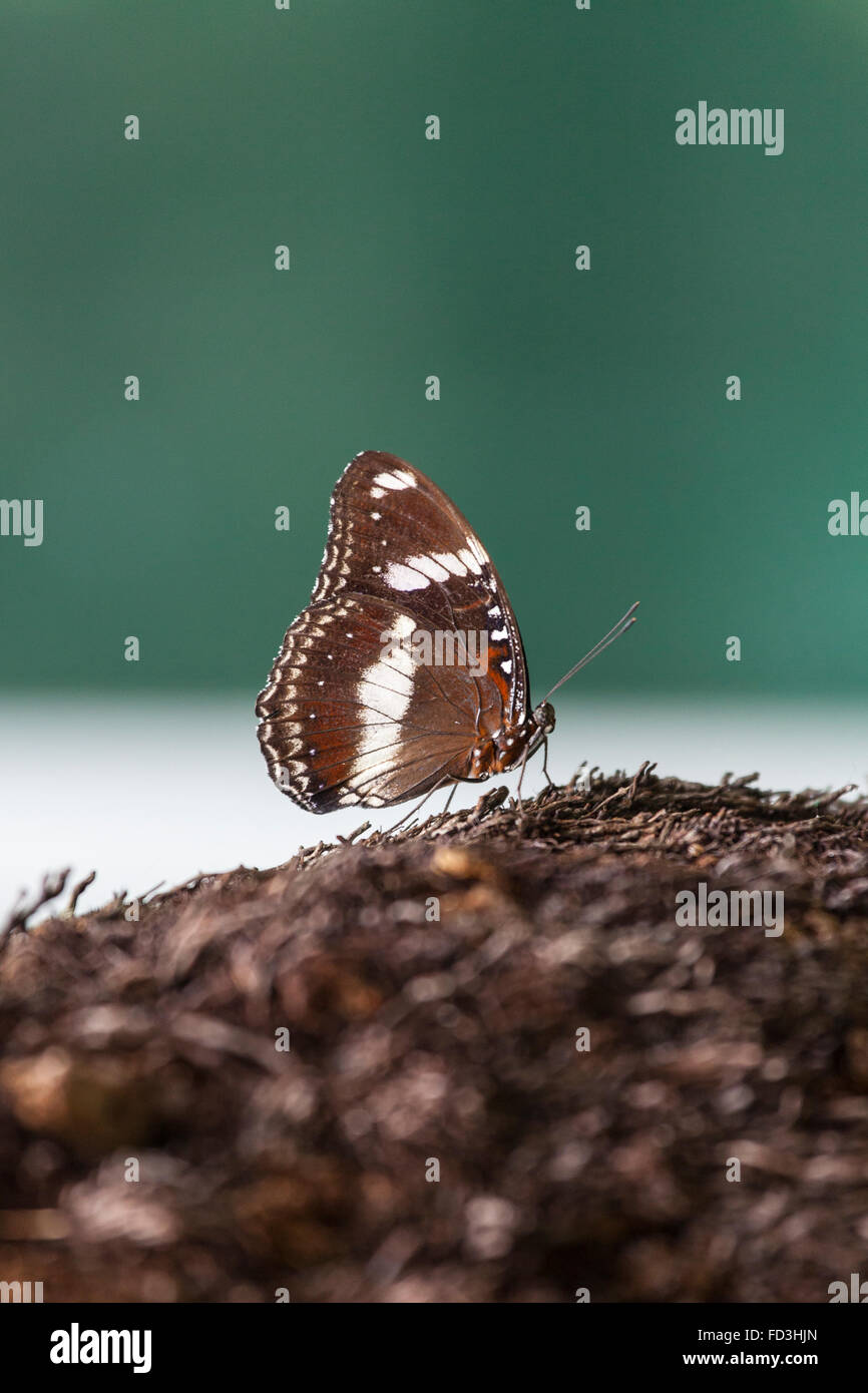 Core tree fern hi-res stock photography and images - Alamy
