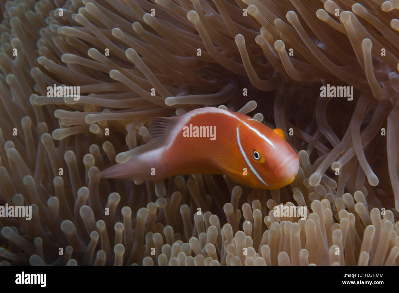 Anemonefish sea anemone hi-res stock photography and images - Alamy