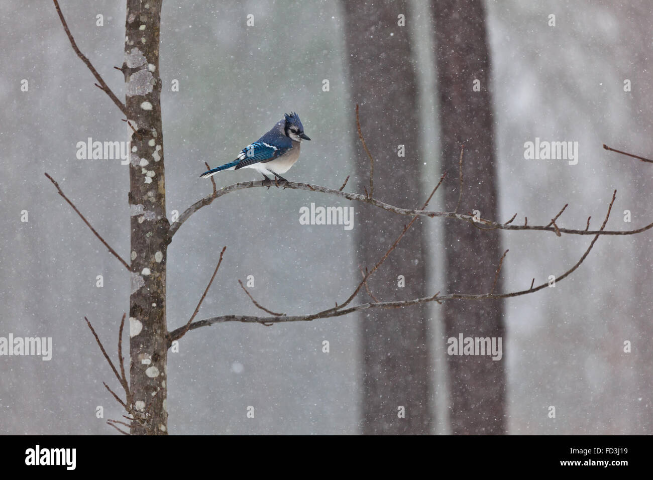 Blue Jay on a branch in the snow Stock Photo - Alamy