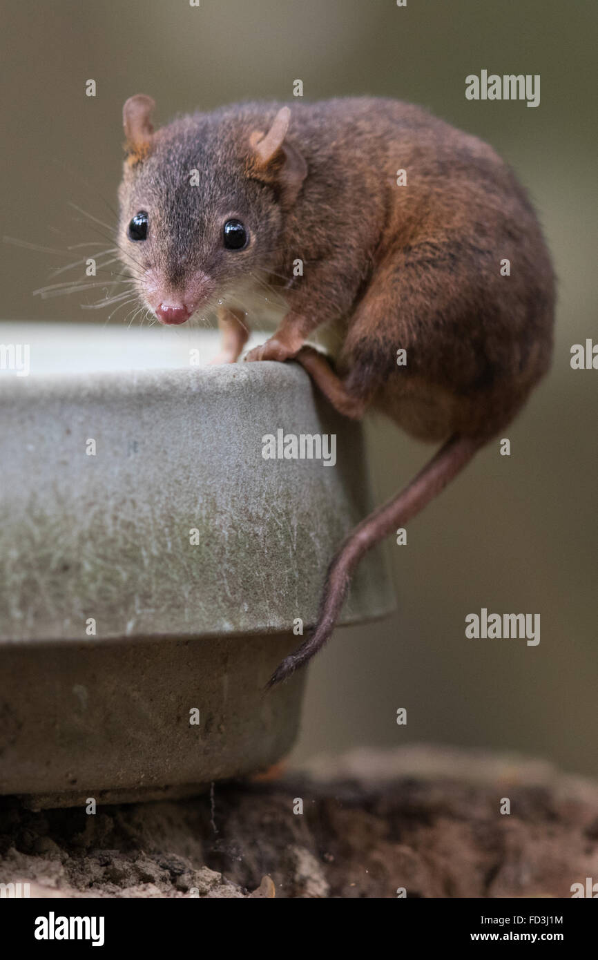 Yellow-footed Antechinus (Antechinus flavipes rubeculus Stock Photo - Alamy
