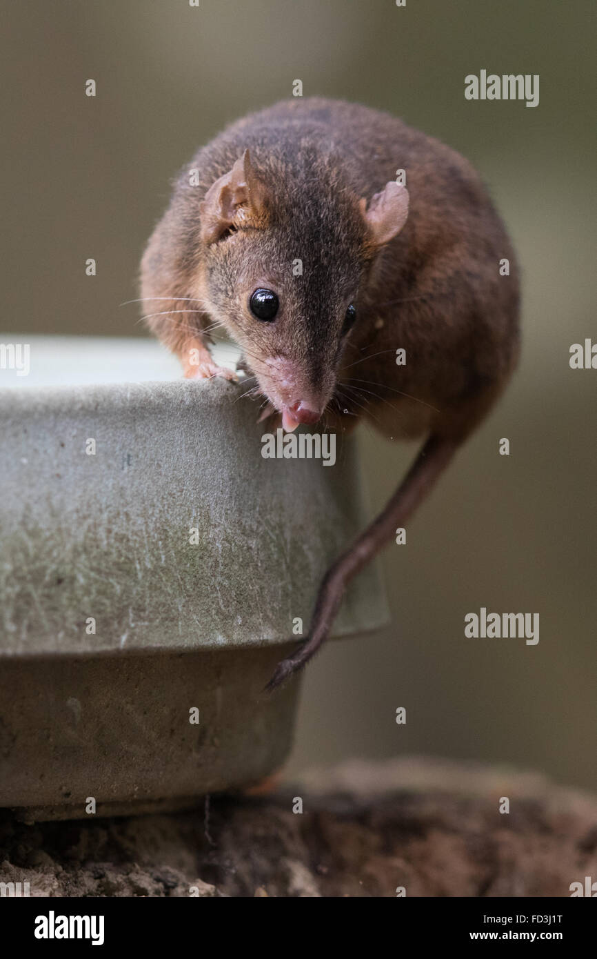 Yellow-footed Antechinus (Antechinus flavipes rubeculus Stock Photo - Alamy