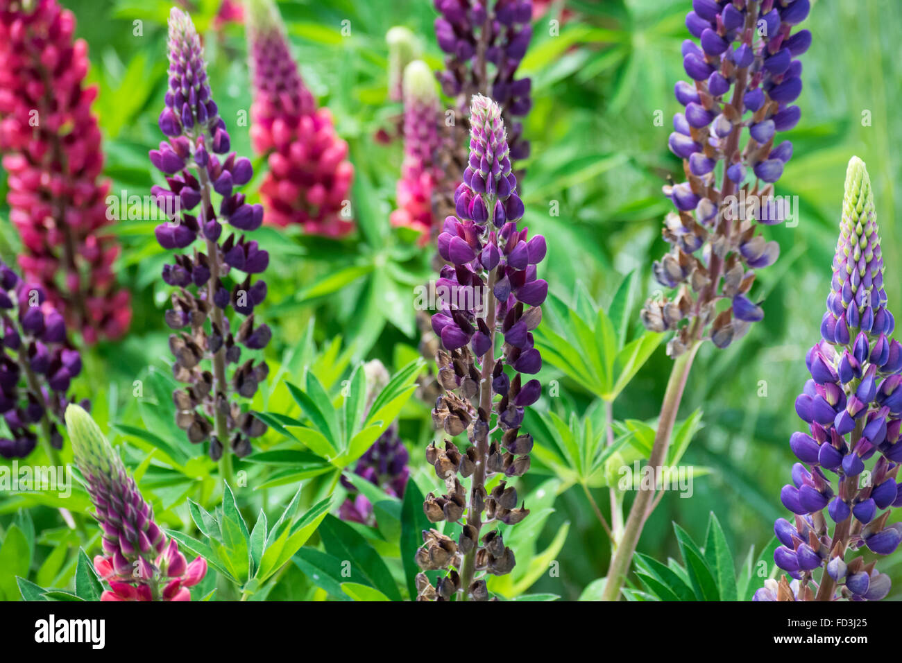 Jacob flower hi-res stock photography and images - Alamy