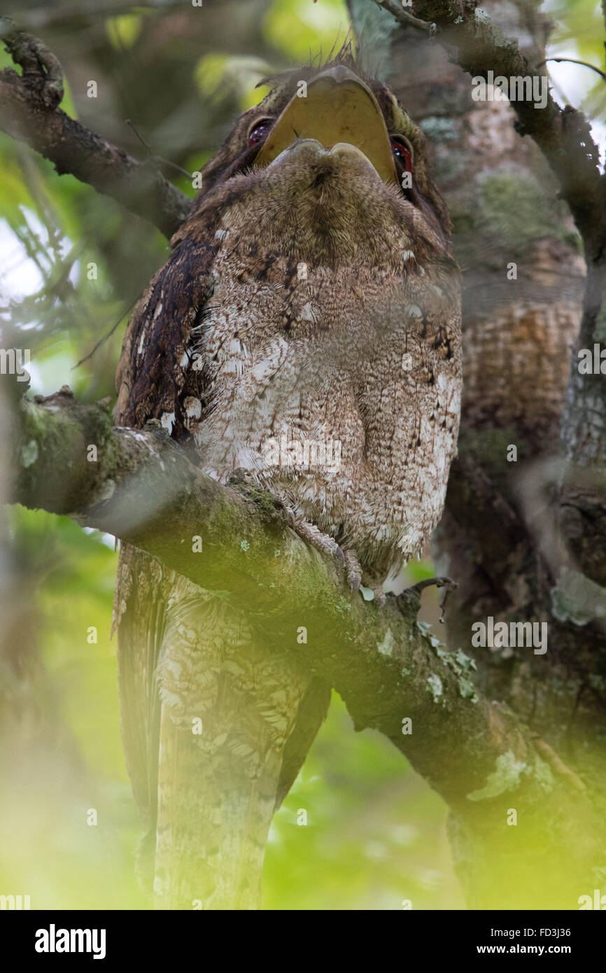 female Papuan Frogmouth (Podargus papuensis) with its huge mouth open ...