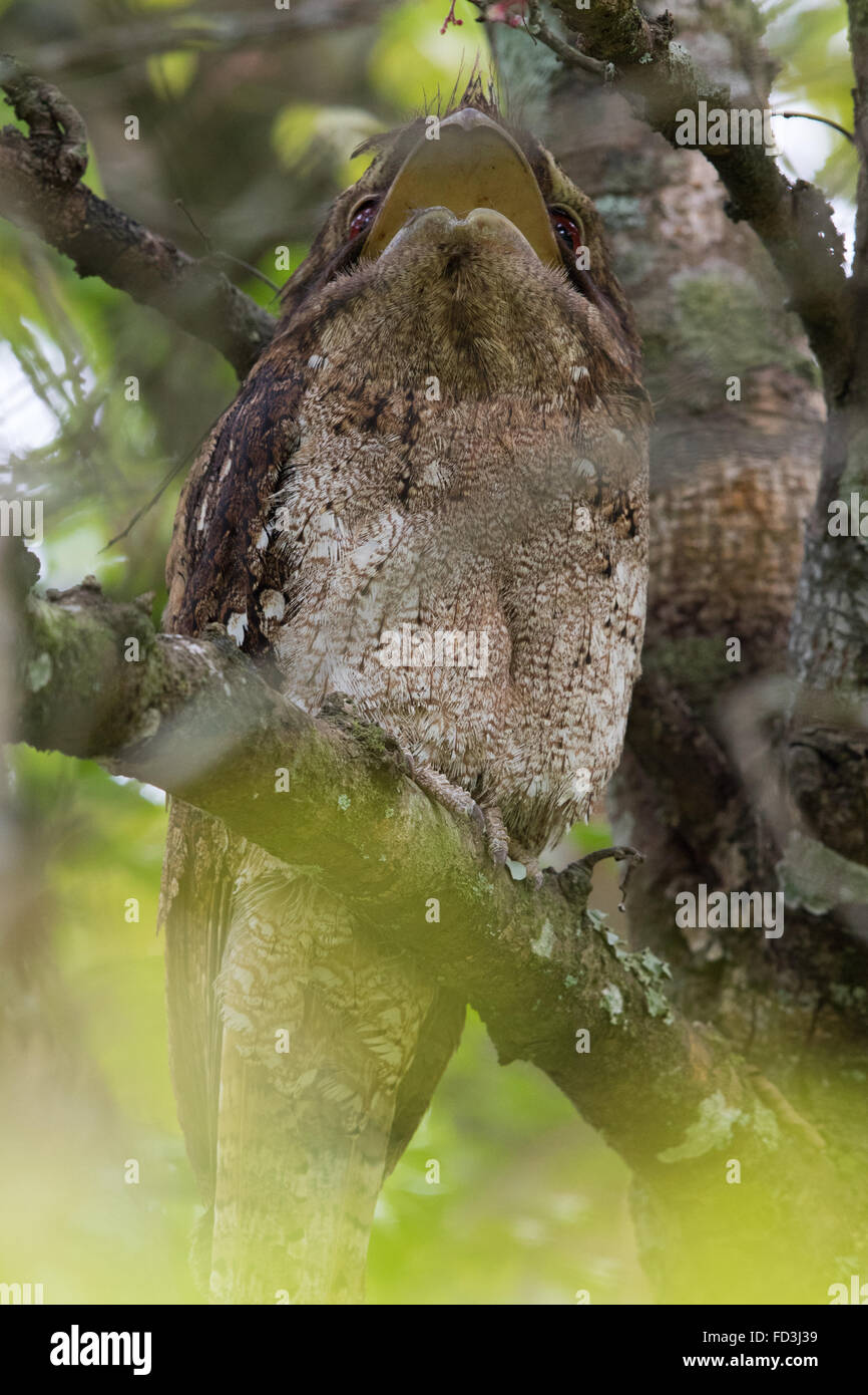 female Papuan Frogmouth (Podargus papuensis) with its huge mouth open ...
