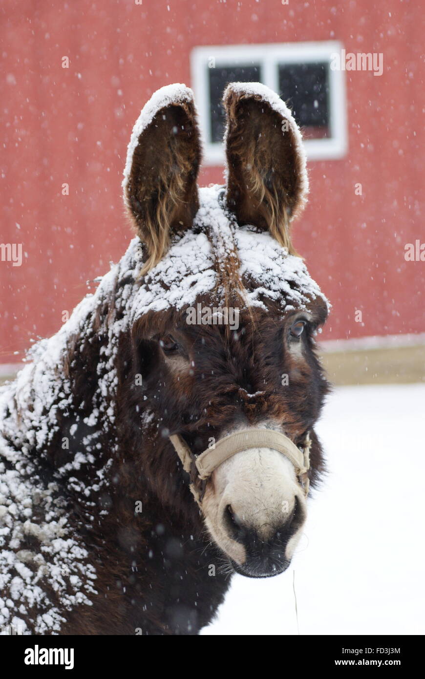 A beautiful dark colored donkey covered in snowont the farm Stock Photo ...