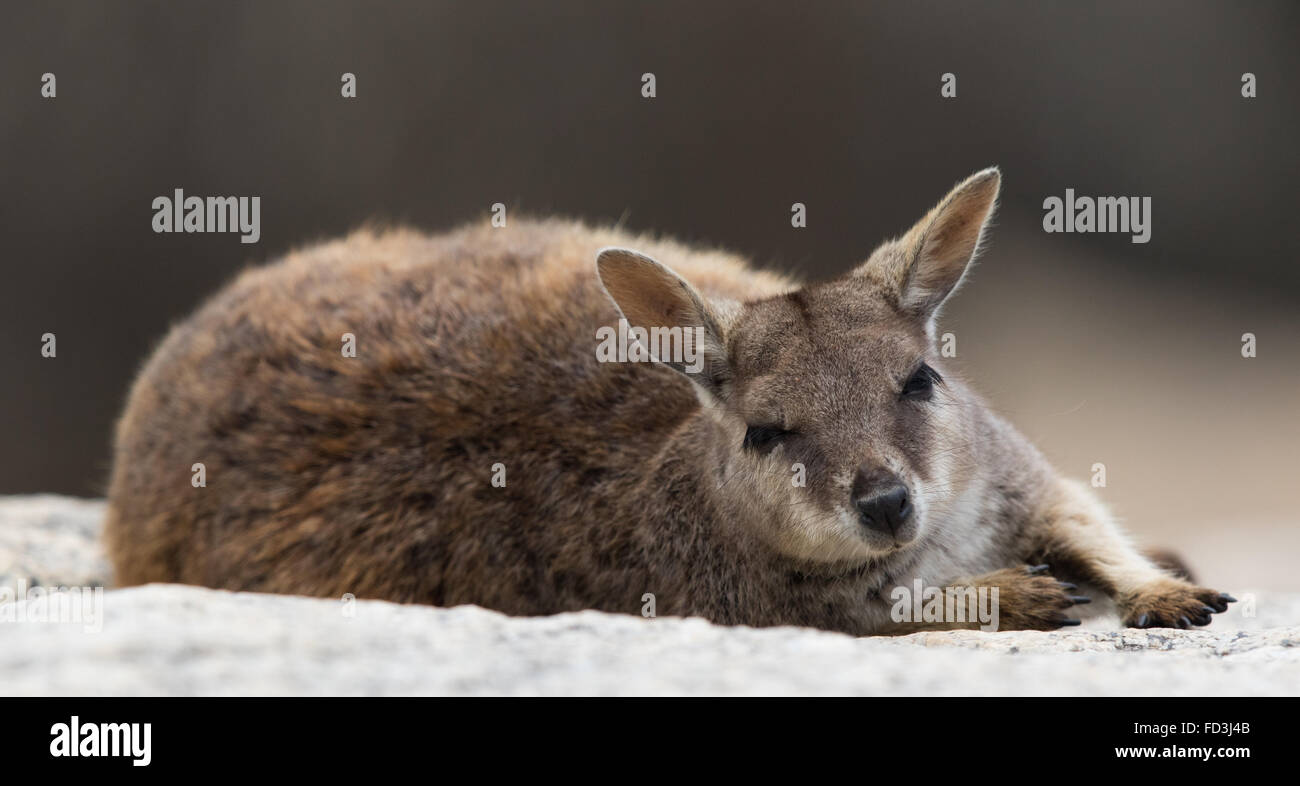 Sleeping wallaby hi-res stock photography and images - Alamy