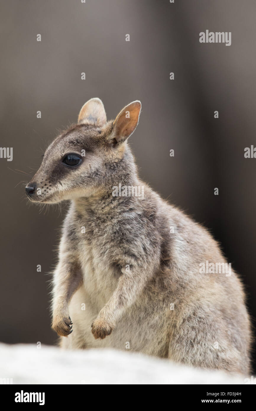 Mareeba Rock Wallaby (Petrogale mareeba Stock Photo - Alamy