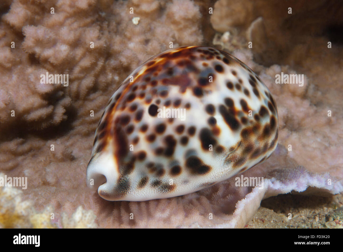 A large tiger cowrie (Cypraea tigrisis), Beqa Lagoon, Fiji Stock Photo ...
